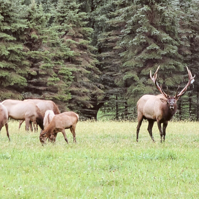 Homepage - Keystone Elk Country Alliance Elk Expo